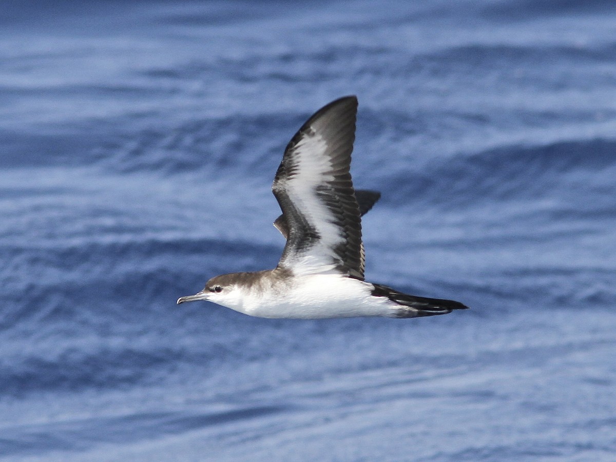 Sargasso Shearwater - Puffinus lherminieri - Birds of the World
