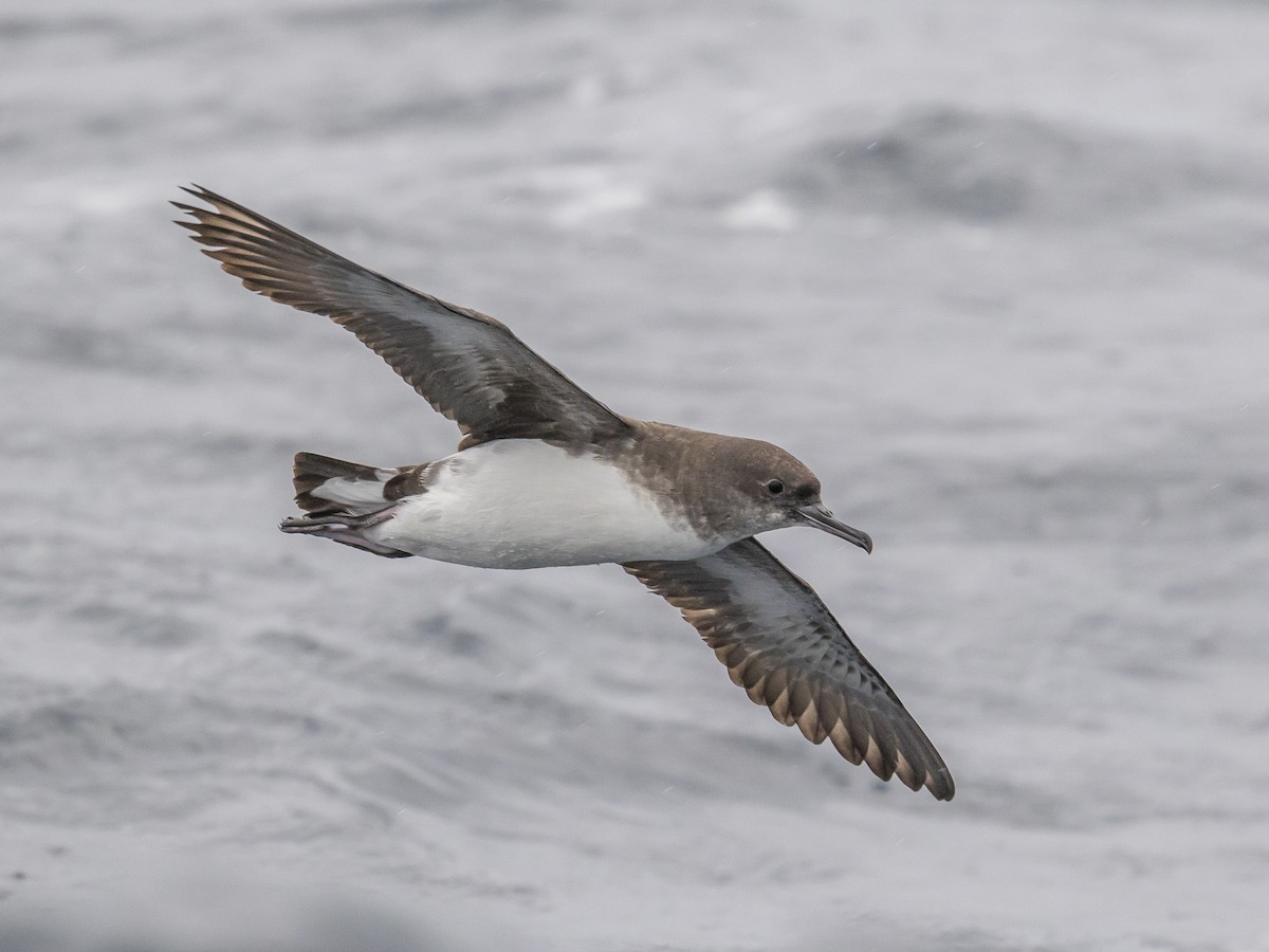Hutton's Shearwater - Puffinus huttoni - Birds of the World