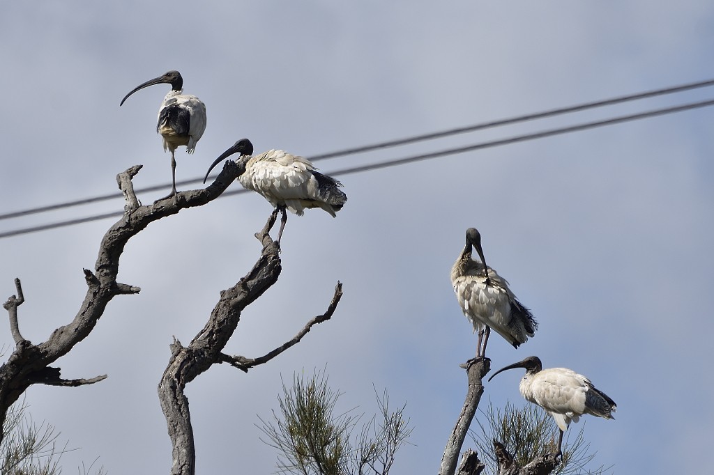eBird Checklist - 17 Dec 2019 - Hunter Wetlands National Park--Ash ...