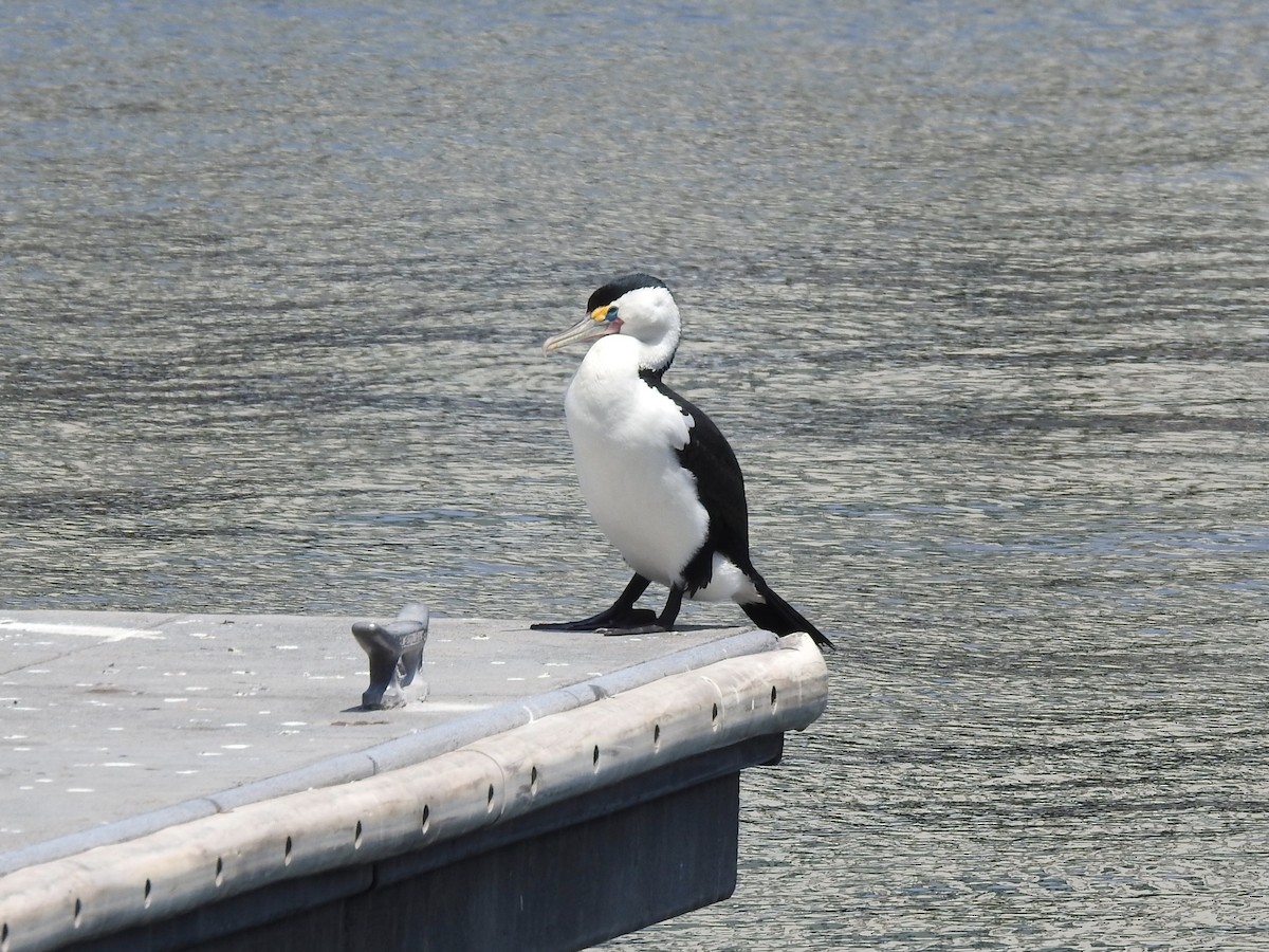 eBird Checklist - 18 Dec 2019 - Cockle Bay - 8 species