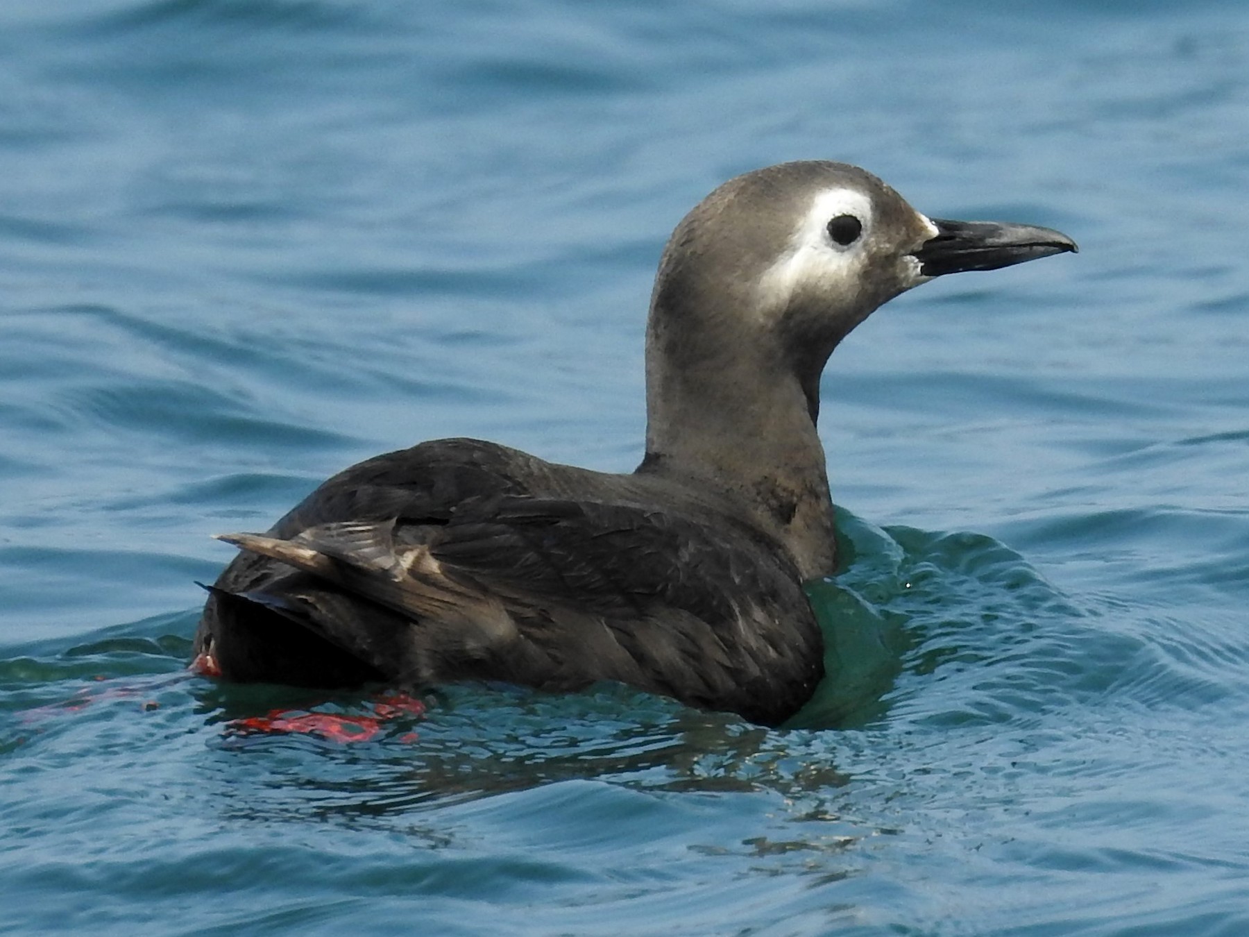 Gözlüklü Alk - eBird