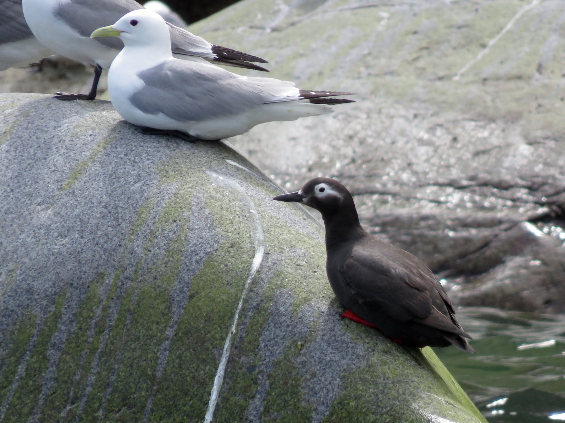 Spectacled Guillemot - eBird