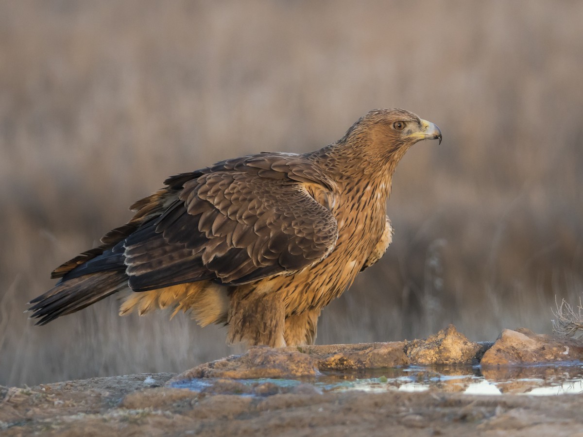 Bonelli's Eagle - Aquila fasciata - Birds of the World