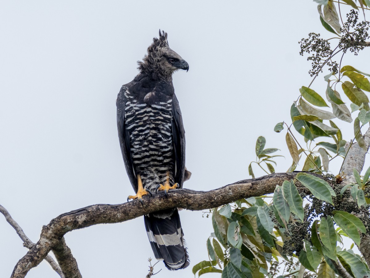 Crested Eagle - Morphnus guianensis - Birds of the World