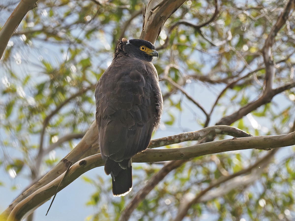 Mountain Serpent-Eagle - Spilornis kinabaluensis - Birds of the World