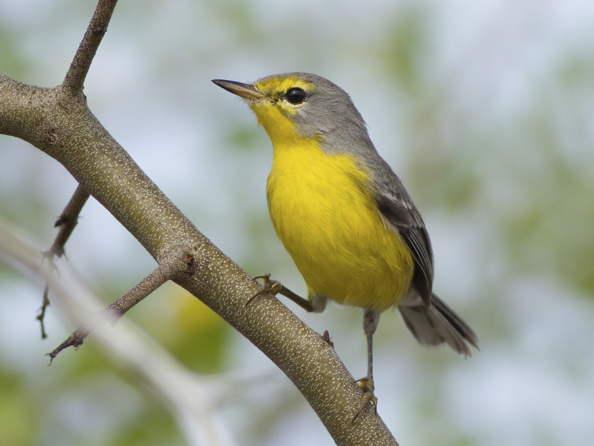 Barbuda Warbler - Setophaga subita - Birds of the World