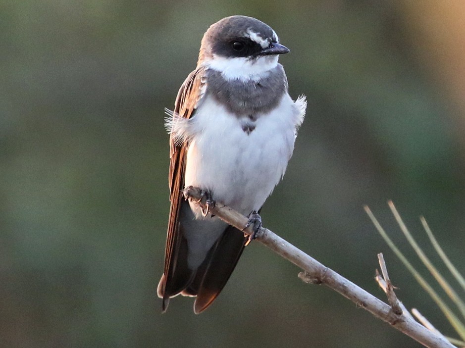 Banded Martin - eBird