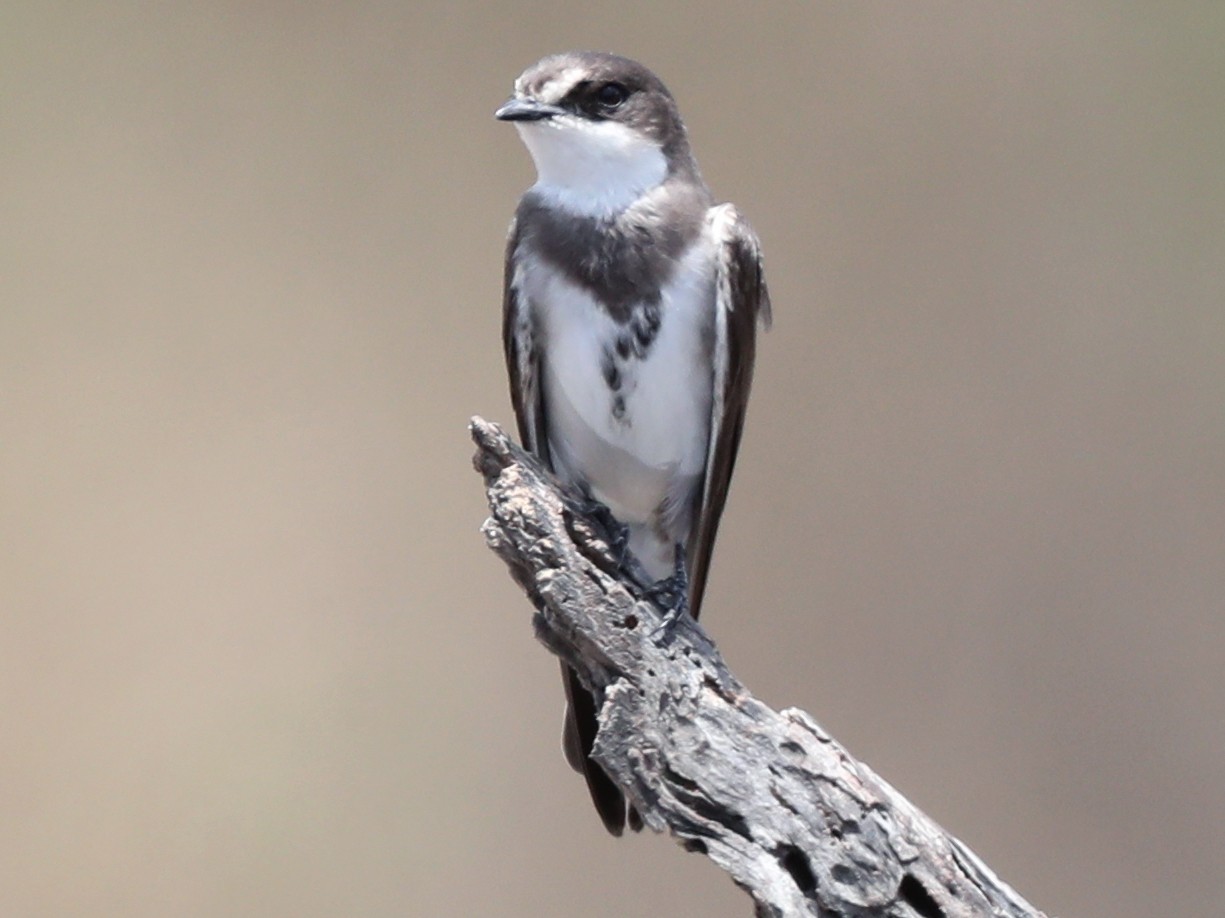 Banded Martin - eBird