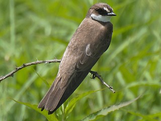 Banded Martin - eBird