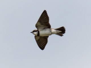 Banded Martin - eBird