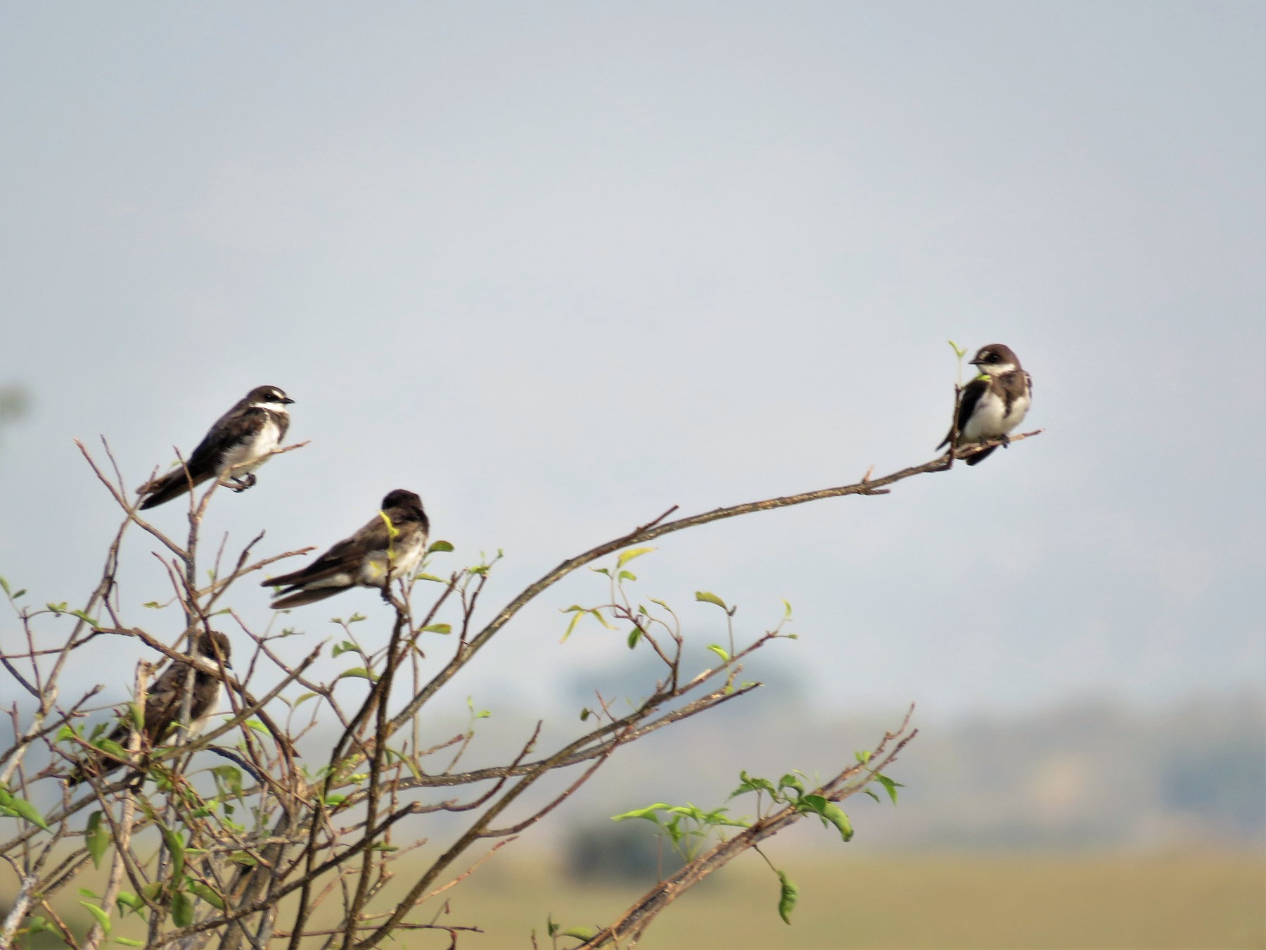 Banded Martin - eBird