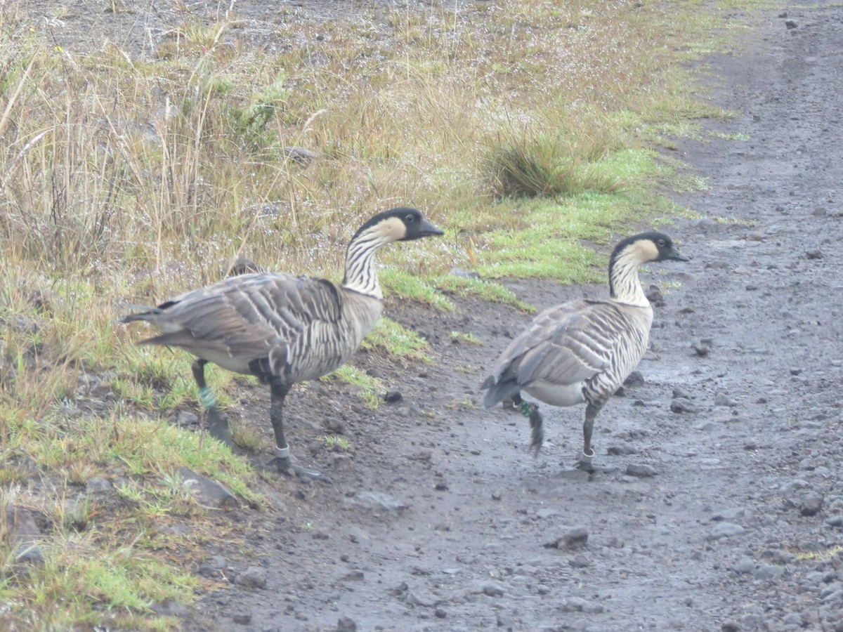 eBird Checklist - 27 Sep 2013 - Hakalau Forest NWR--Pua Akala Tract ...