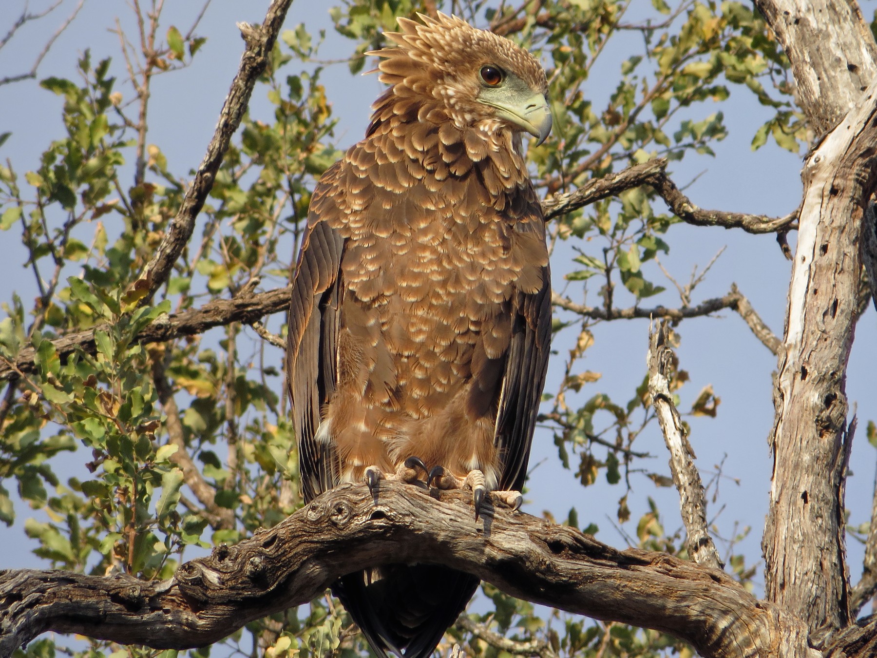 Bateleur - eBird