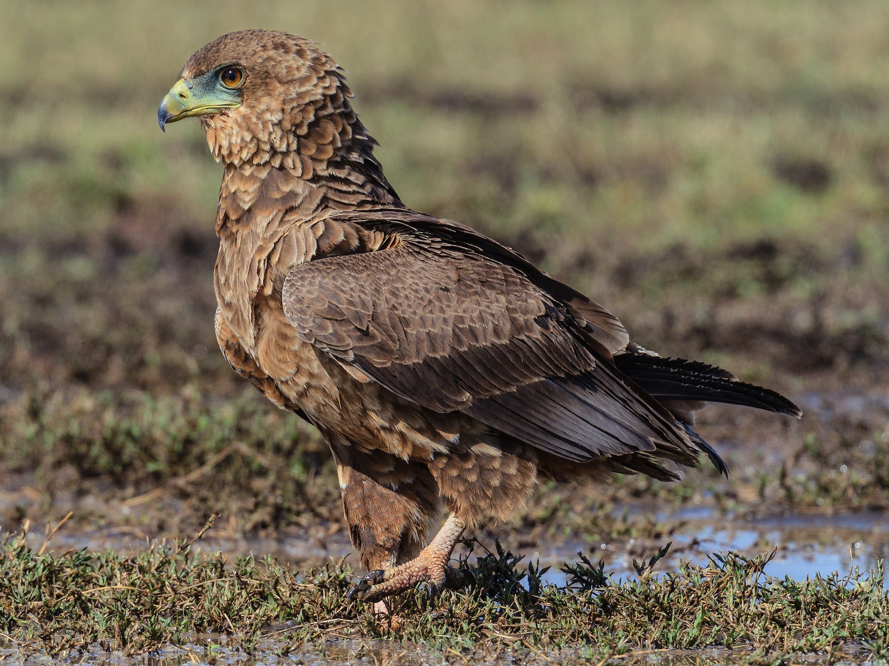 Bateleur - eBird