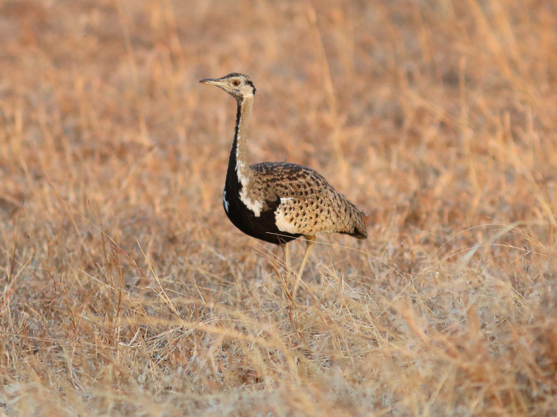 Black-bellied Bustard - eBird