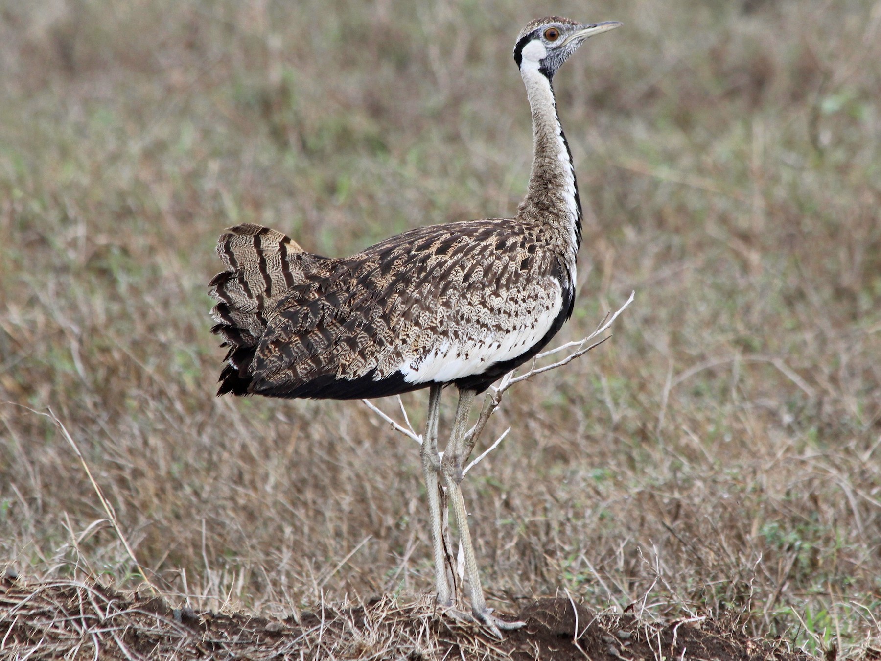 Black-bellied Bustard - eBird
