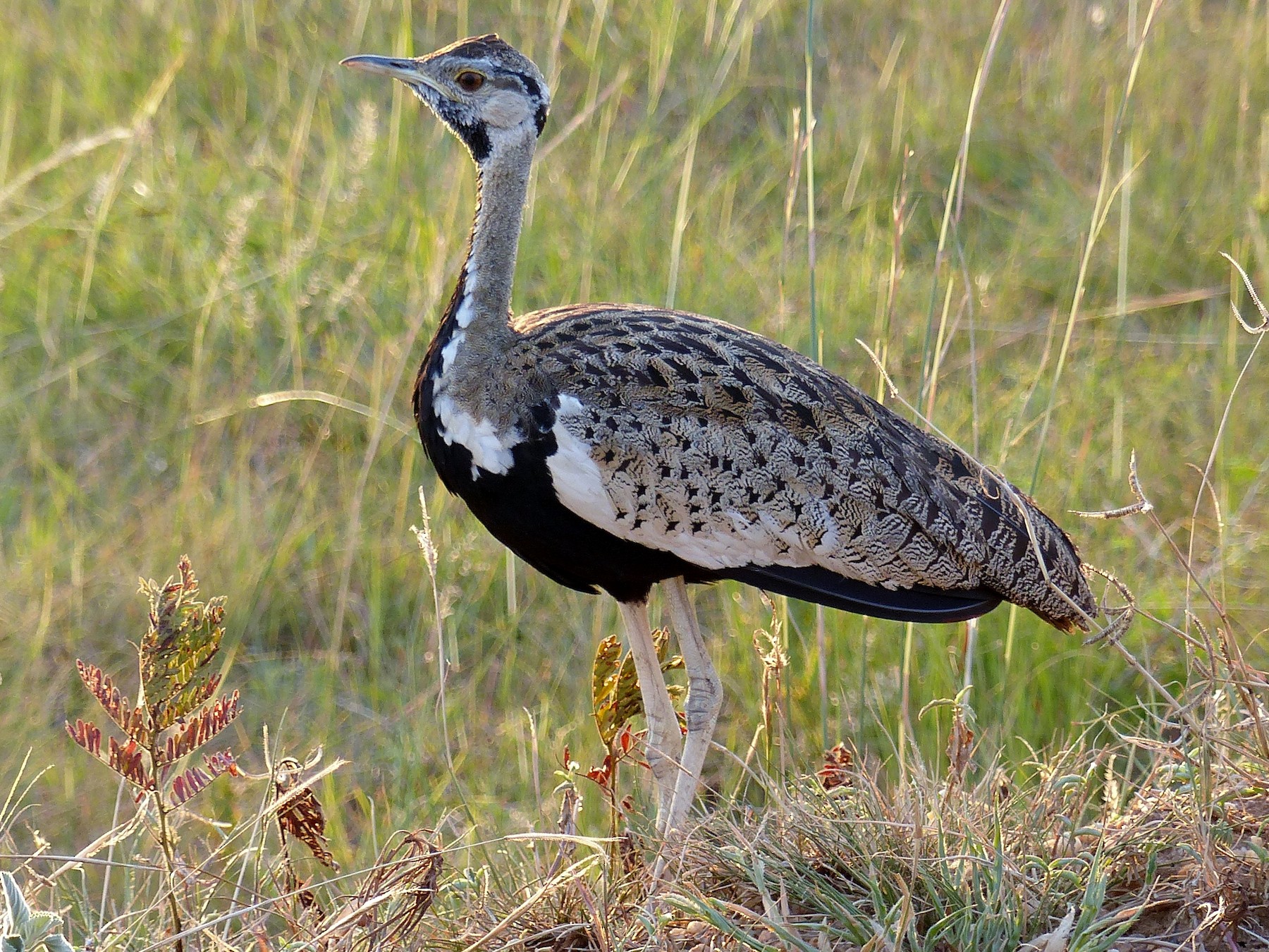 Black-bellied Bustard - eBird