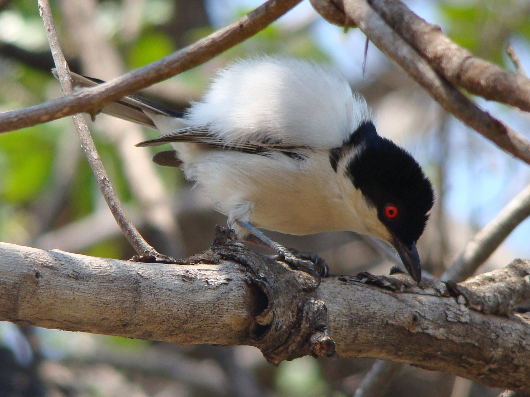 Black-backed Puffback - eBird