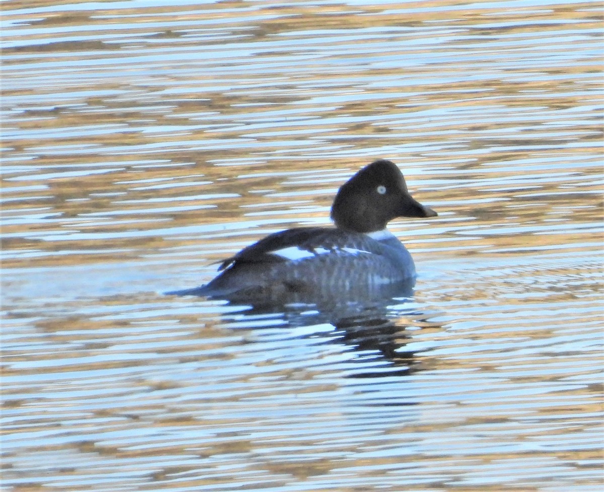 eBird Checklist - 18 Dec 2019 - Lake Piru - 47 species