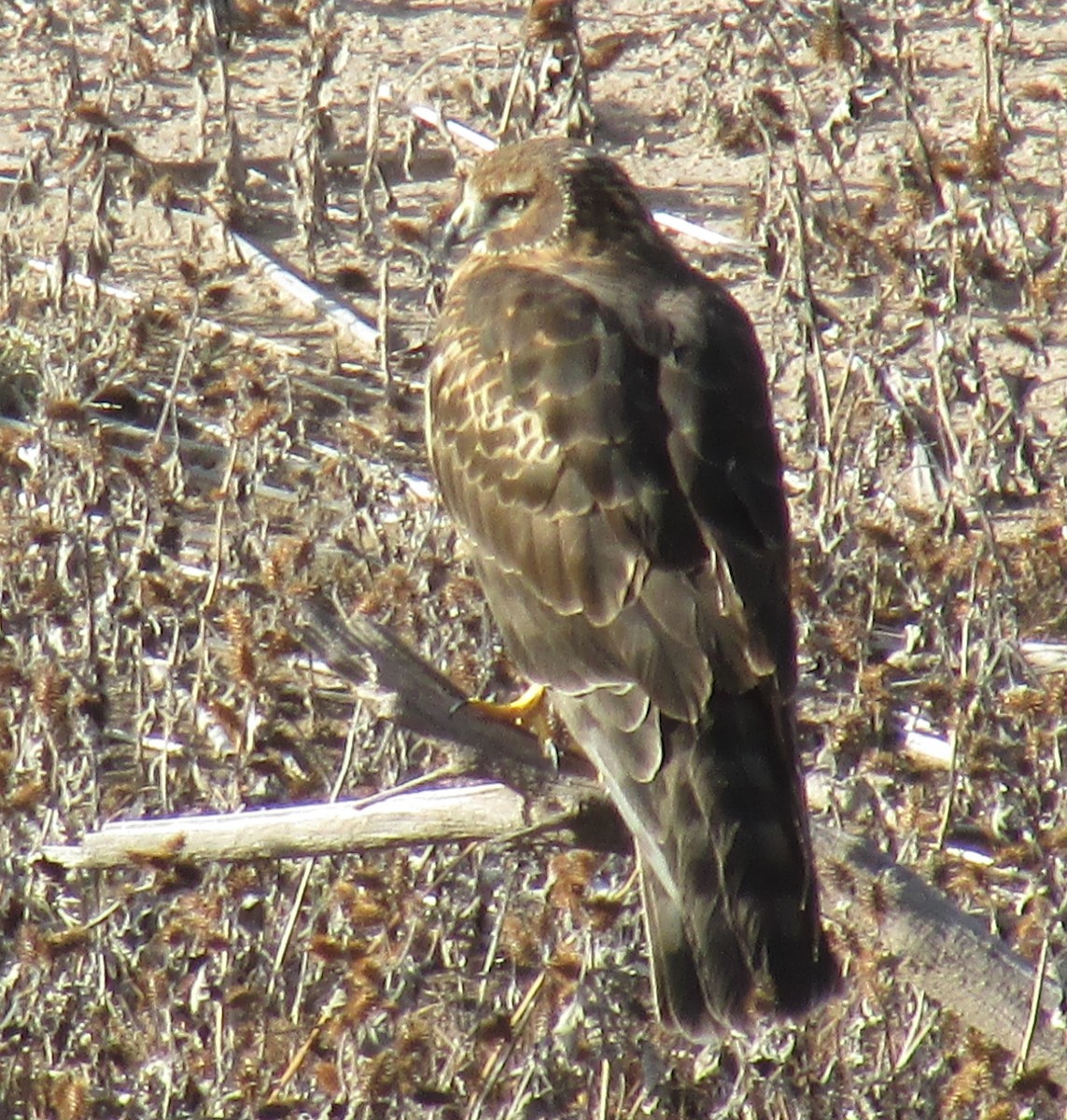 eBird Checklist - 18 Dec 2019 - San Carlos Lake--IR 576 - 12 species ...