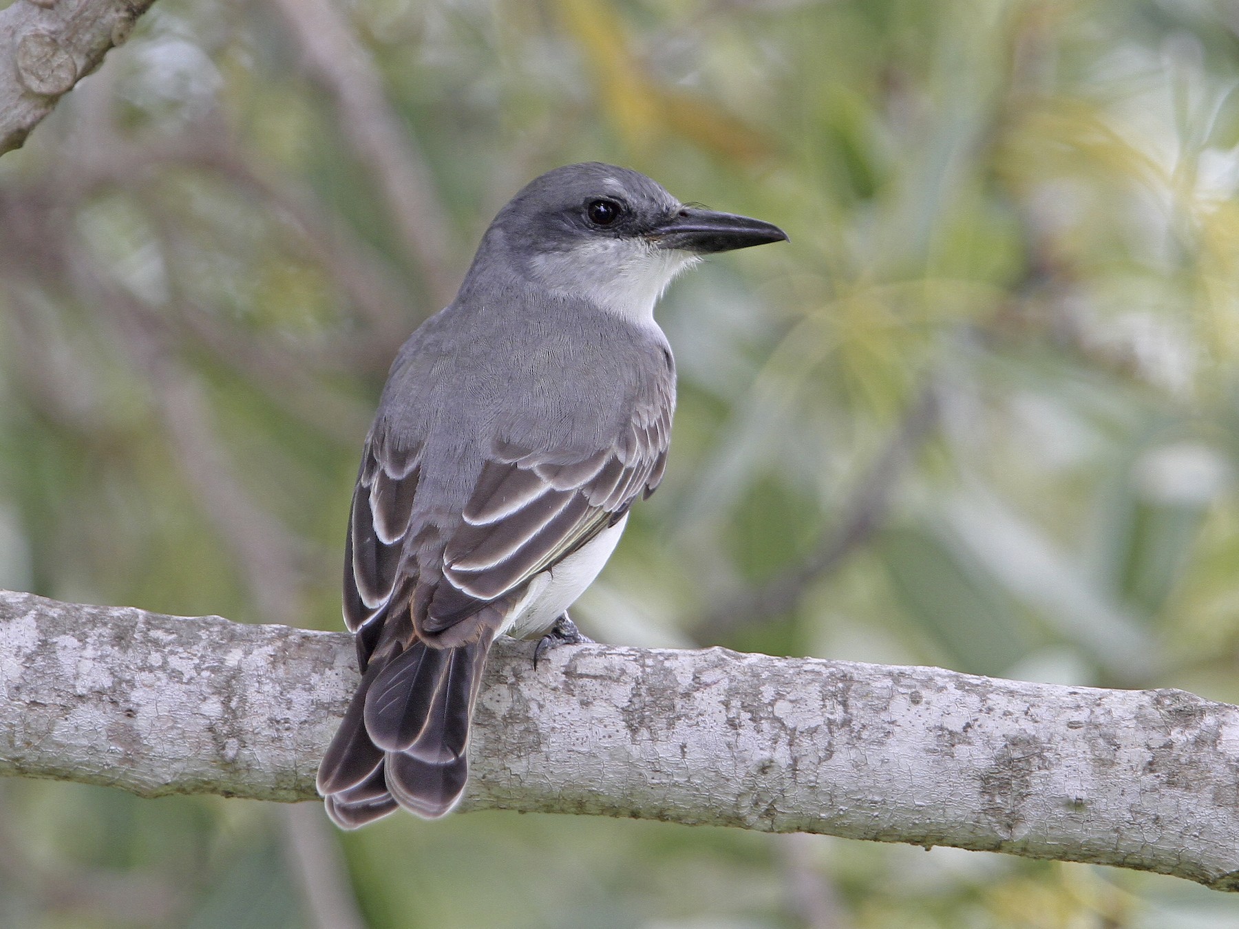 Gray Kingbird - eBird