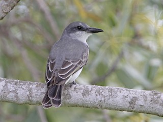 Gray Kingbird - eBird