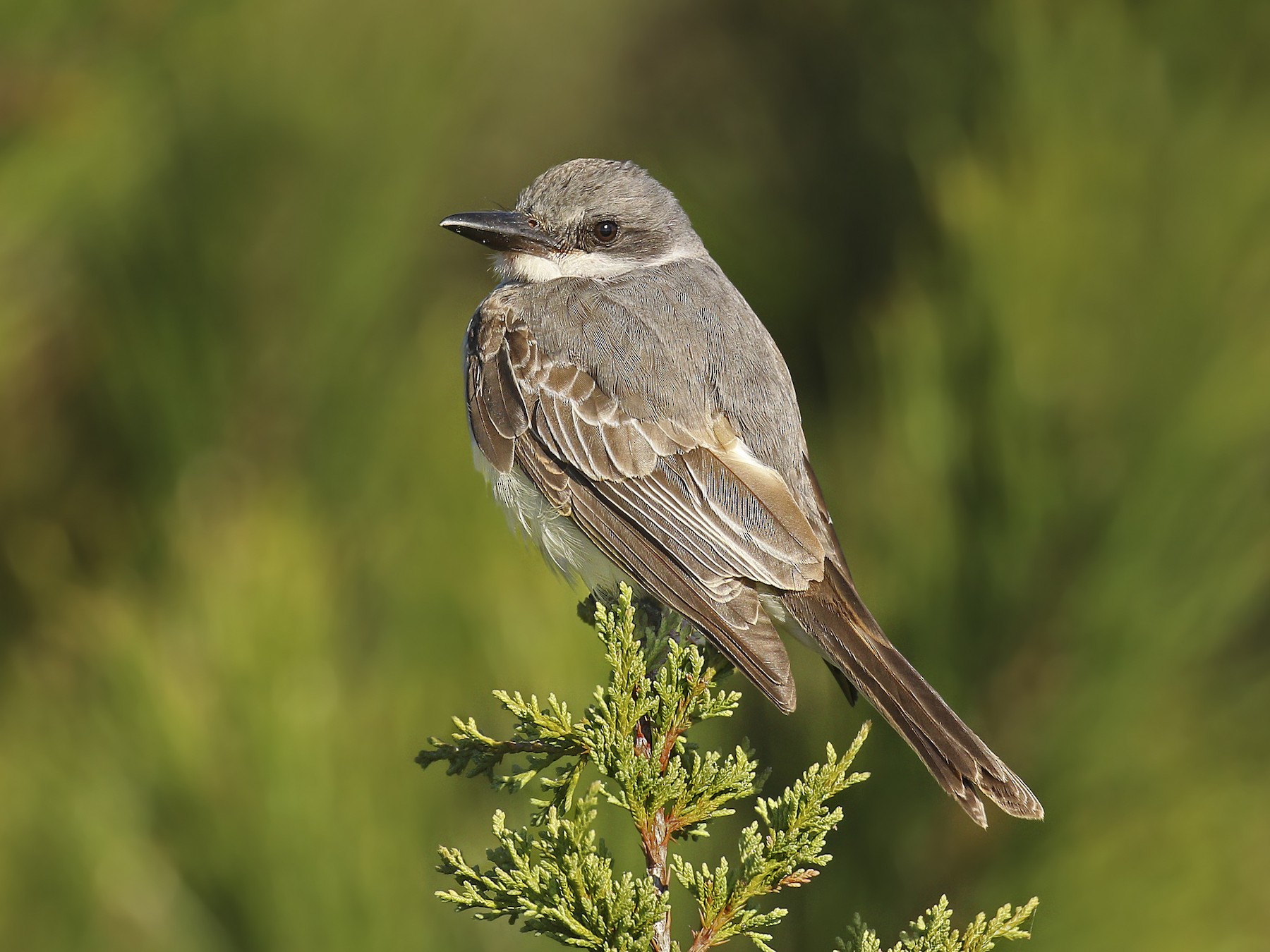 Gray Kingbird - eBird