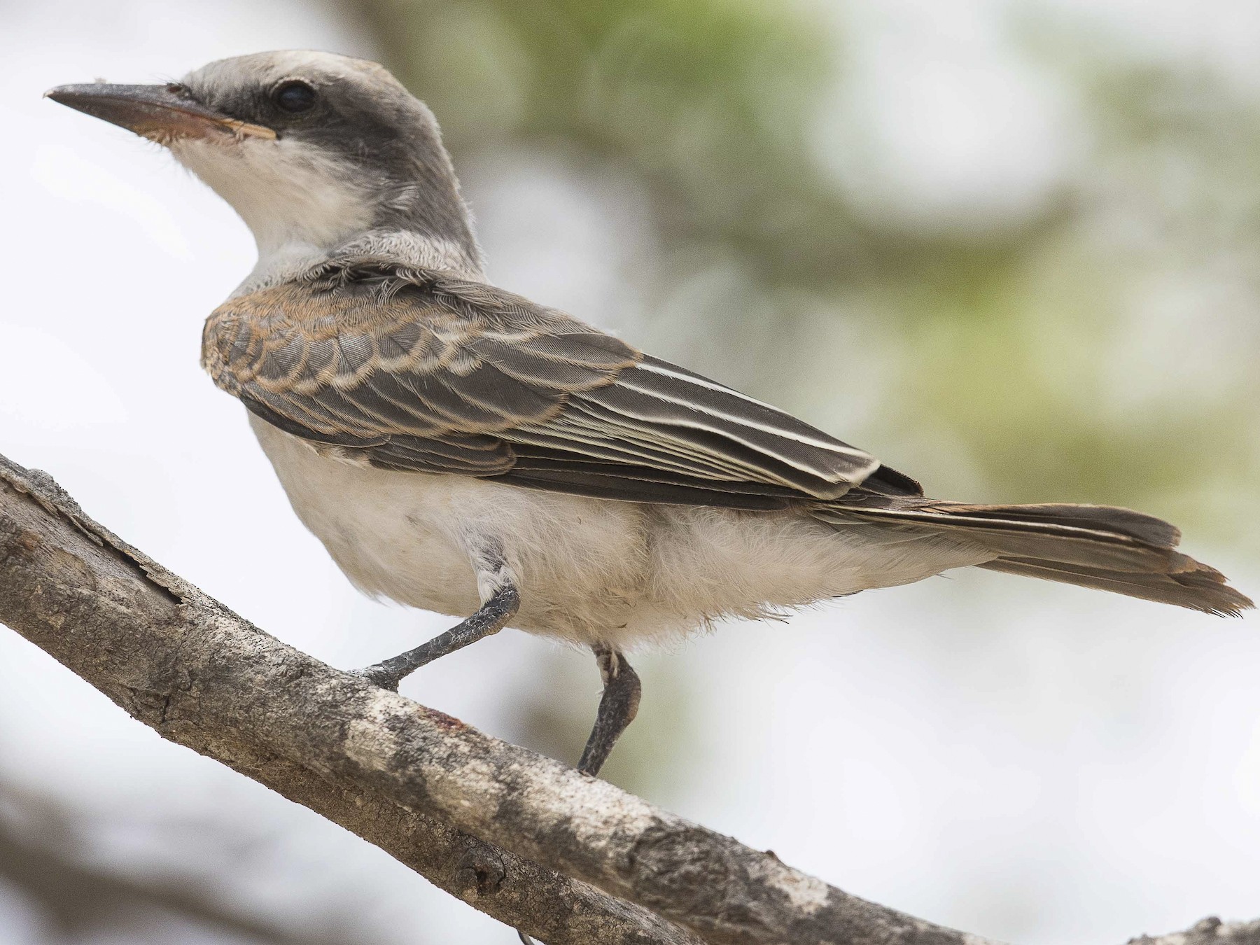 Gray Kingbird - eBird