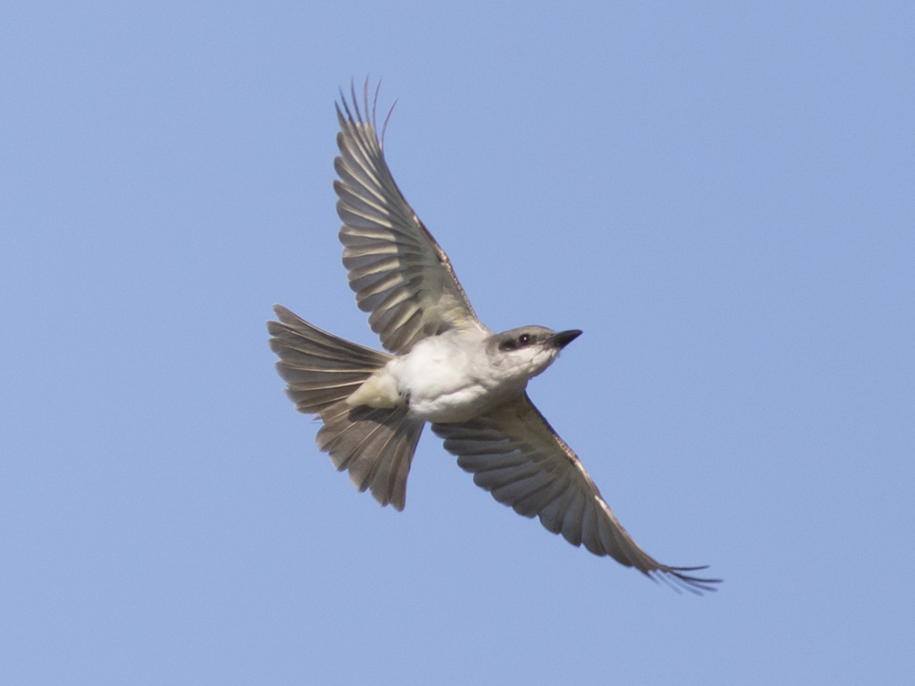 Gray Kingbird - eBird