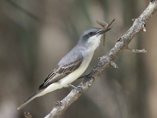 Gray Kingbird - eBird