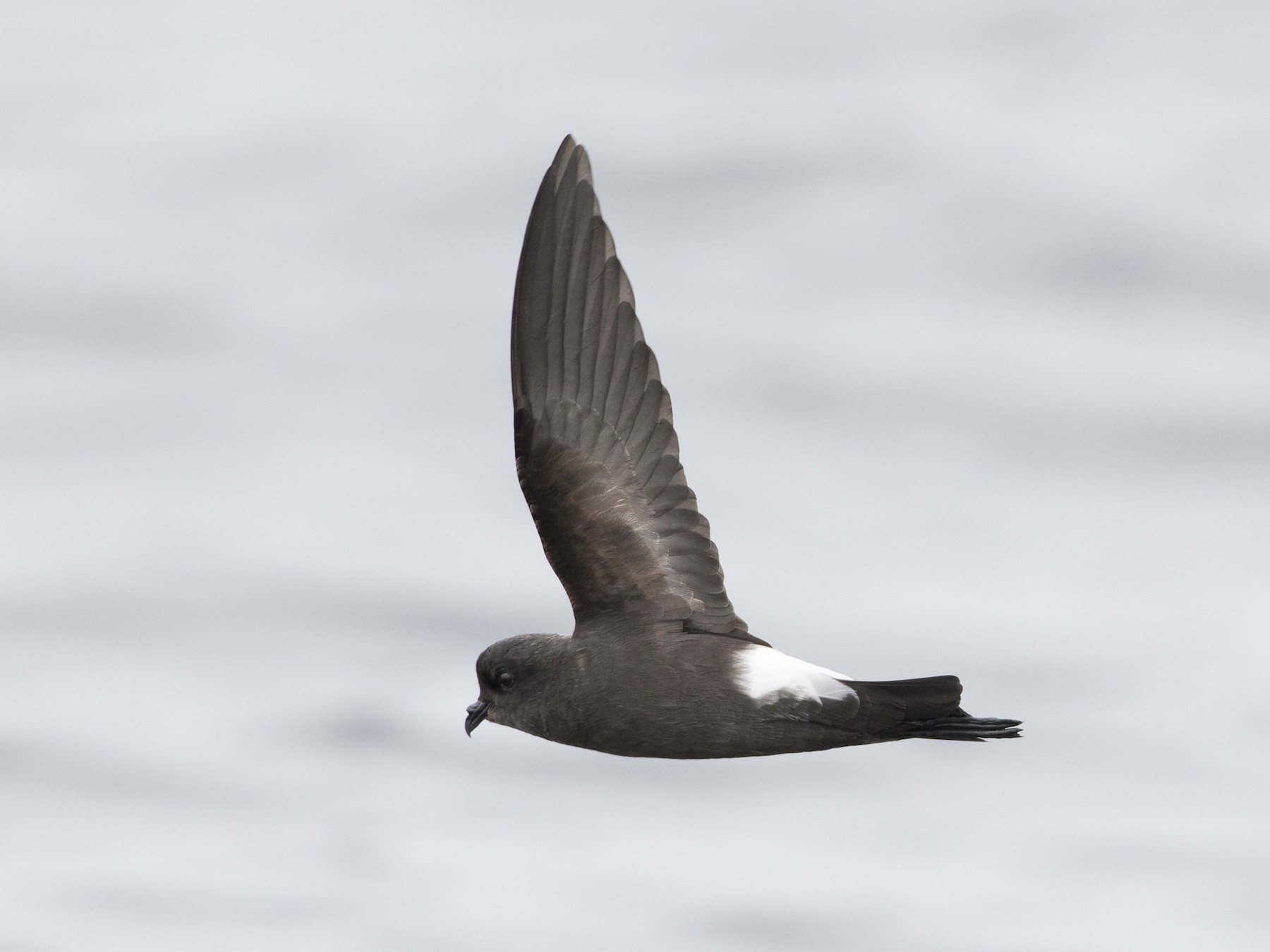 Wilson's Storm-Petrel - eBird