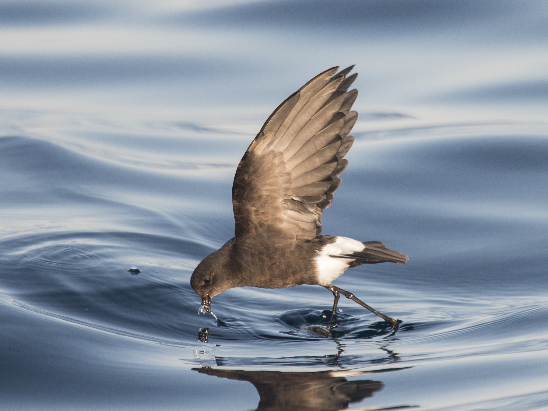 Wilson's Storm-Petrel - eBird