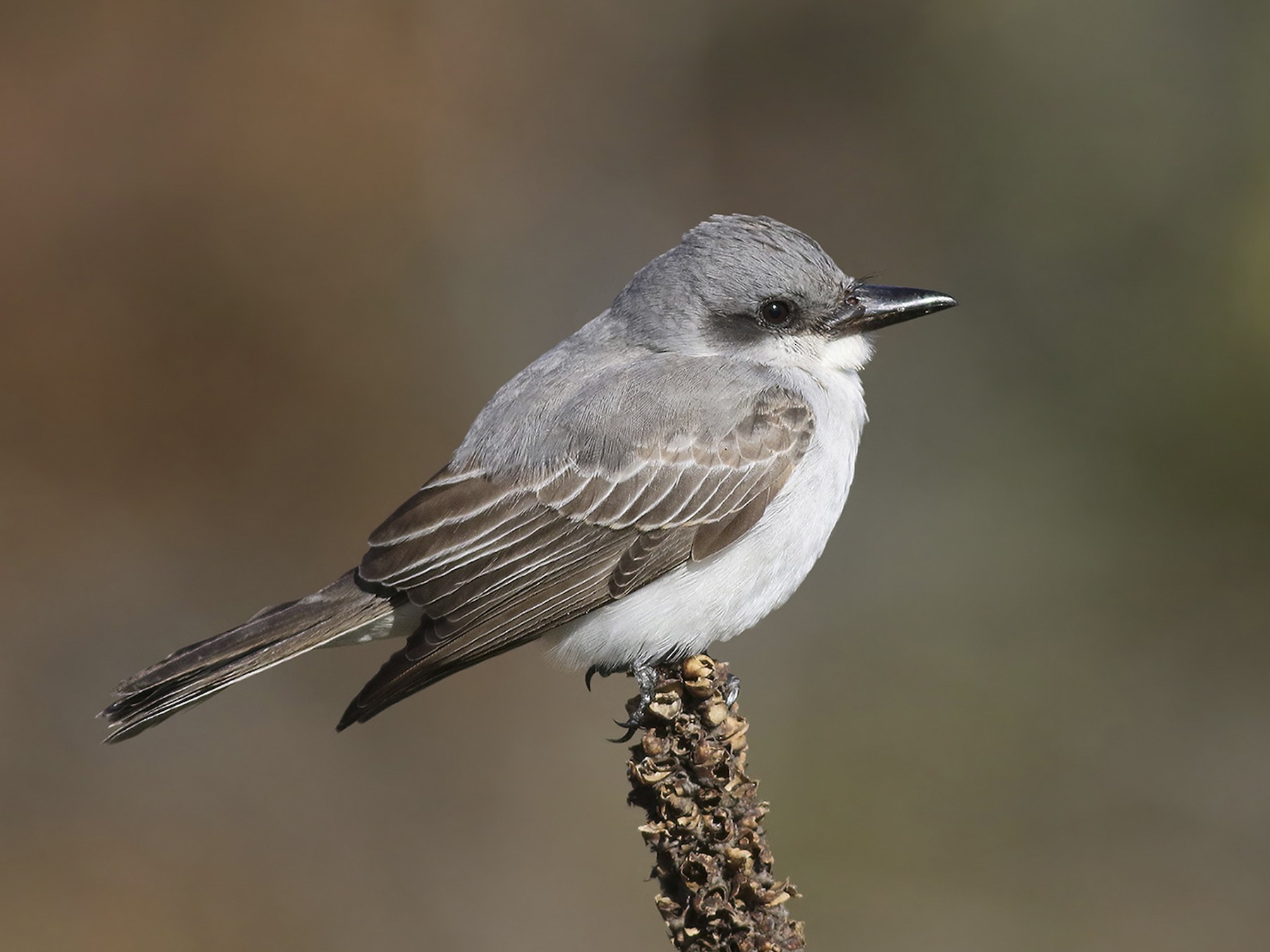 Gray Kingbird - eBird