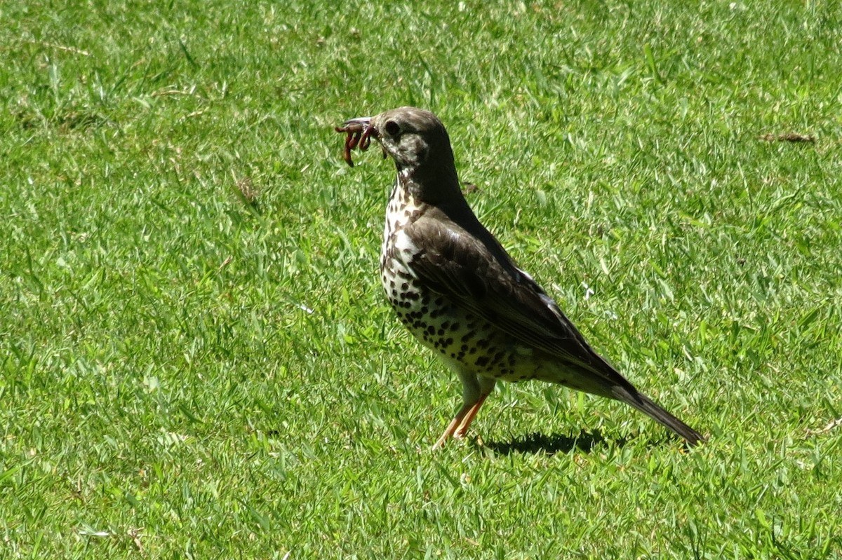 eBird Checklist - 18 Jun 2017 - Cahir Castle - 2 species