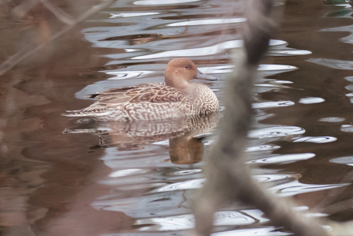 eBird Checklist - 16 Dec 2019 - Raven Pond Park - 2 species (+1 other taxa)