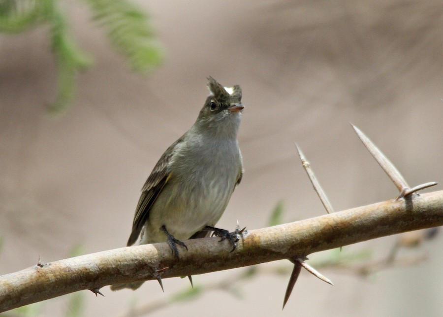 Fiofío Silbón (modesta) - eBird