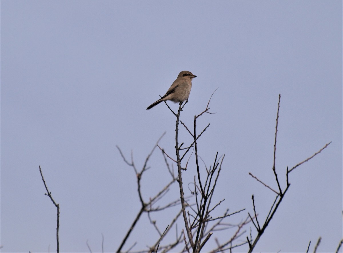Northern Shrike In Flight Shrike (Northern) - 0501 | Birds of prey ...
