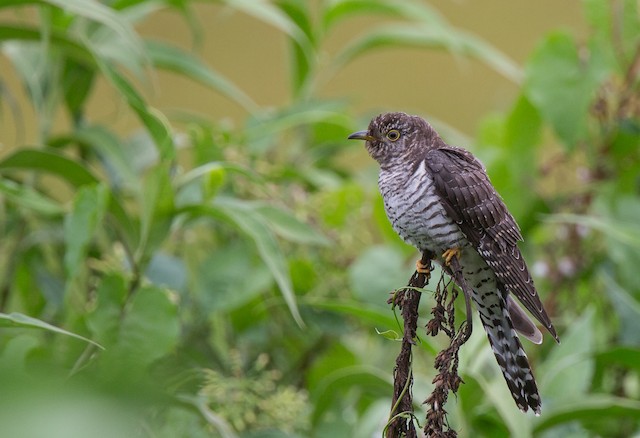 Oriental Cuckoo