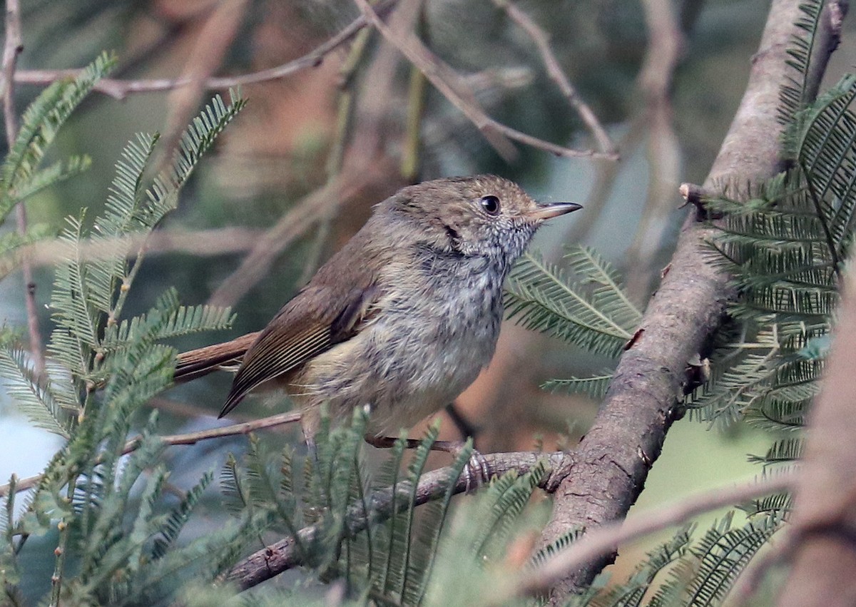 eBird Checklist - 23 Dec 2019 - Banyule Flats Reserve - 53 species