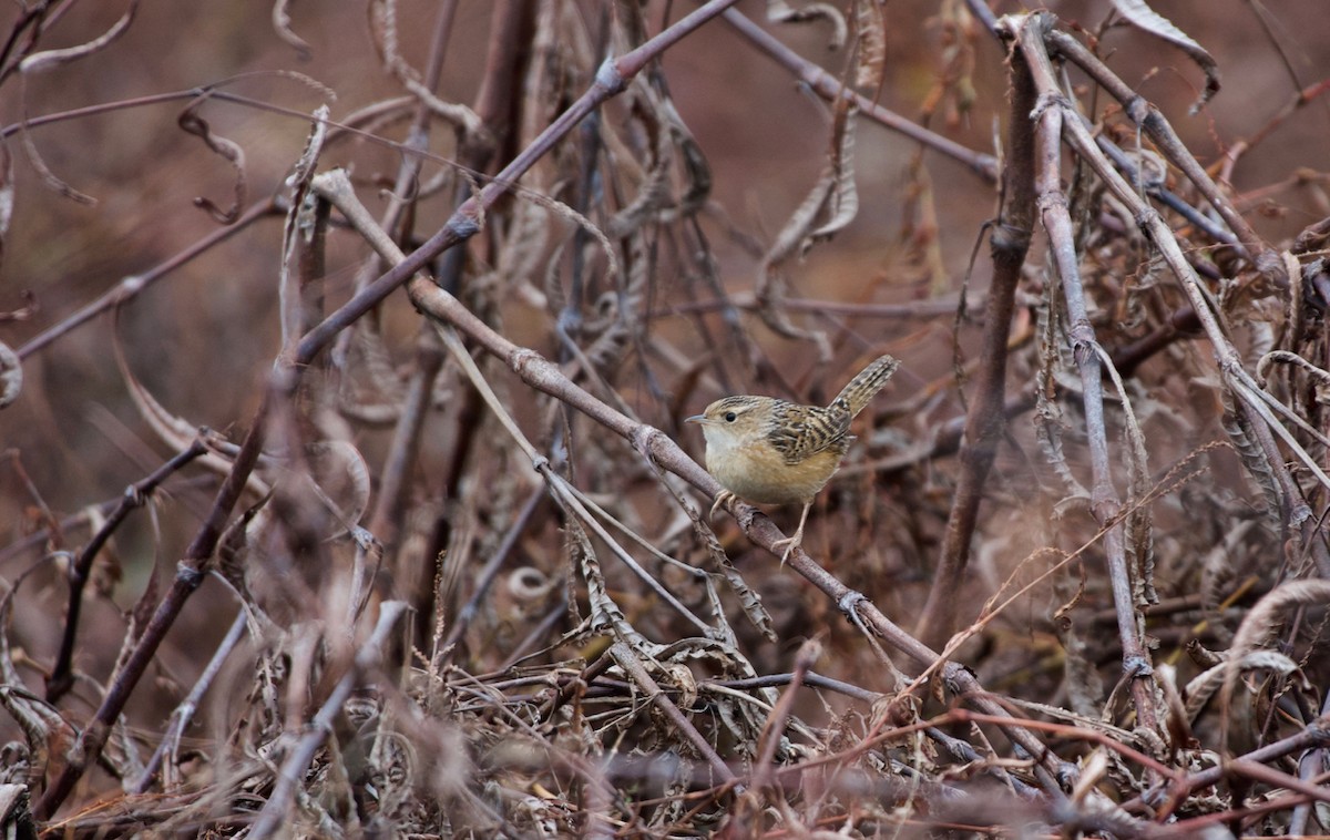 eBird Checklist - 22 Dec 2019 - Lake Busbee - 44 species