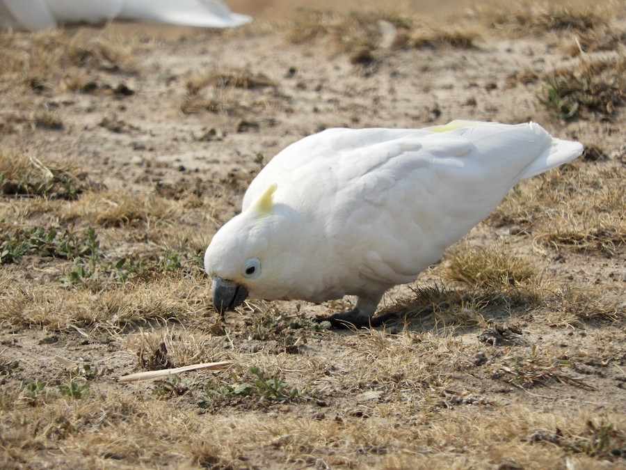 corella/white cockatoo sp. - eBird