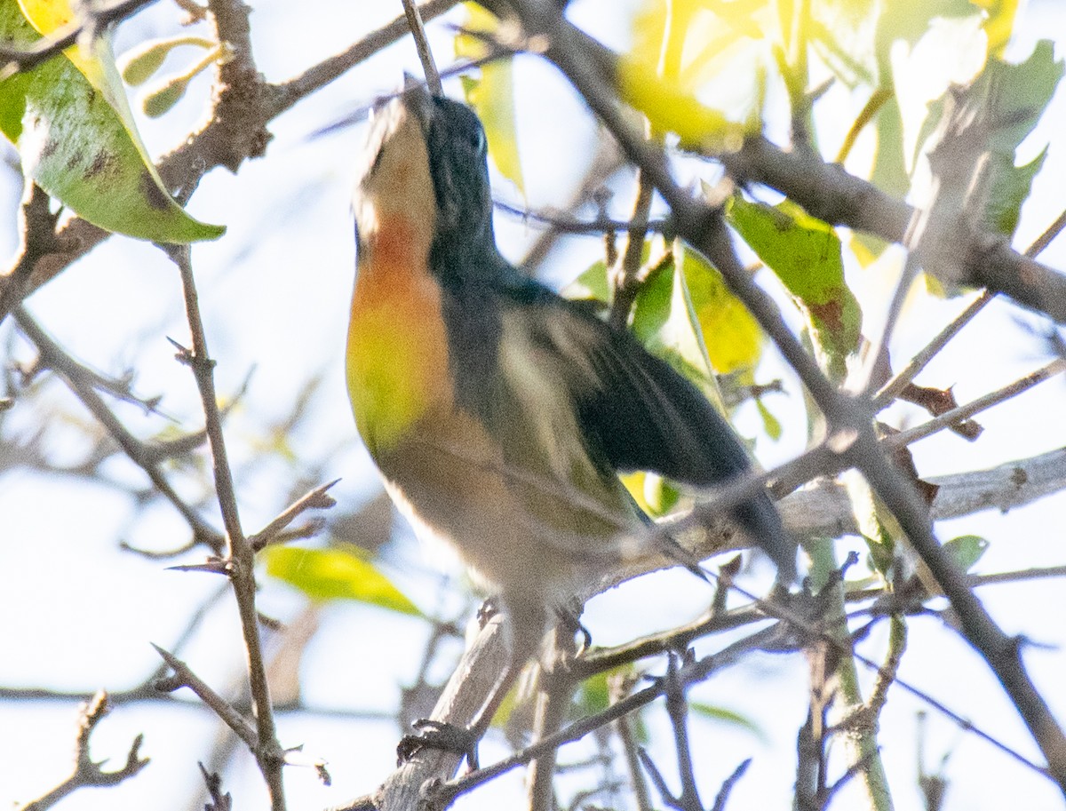 eBird India Checklist - 22 Dec 2019 - Manwa Mata Mandir - 5 species