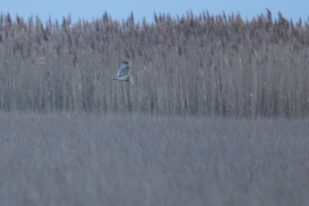 eBird Checklist - 22 Dec 2019 - Prime Hook NWR--Fowler Beach Rd./Fowler ...