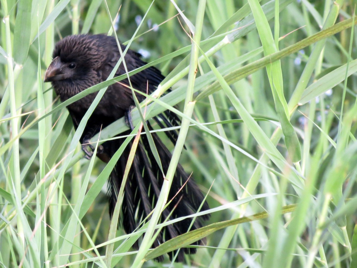 eBird Checklist - 25 May 2015 - Laguna Peje Perrito - 25 species