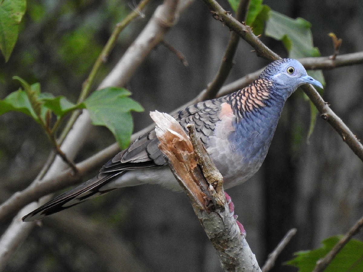 eBird Checklist - 24 Dec 2019 - Lower Beechmont Conservation Area ...