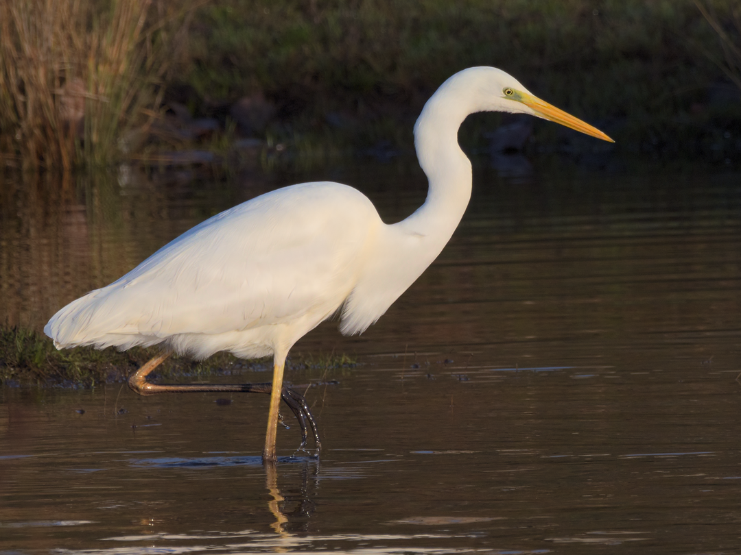 Garza grande (alba) - eBird