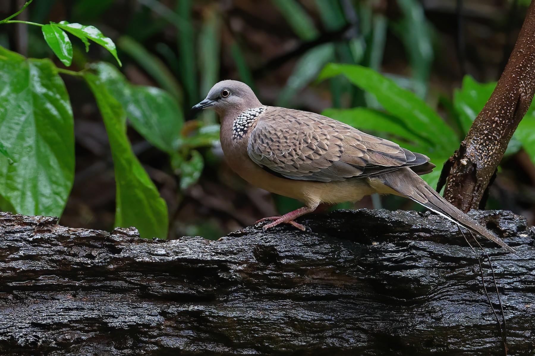 Spotted Dove (Eastern) - eBird
