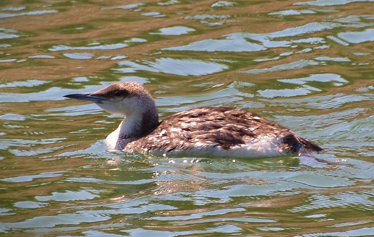 eBird Checklist - 22 Jul 2013 - Frank G. Bonelli RP/Puddingstone ...