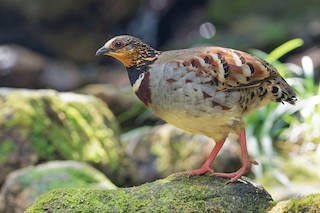White-necklaced Partridge - Arborophila gingica - Birds of the World