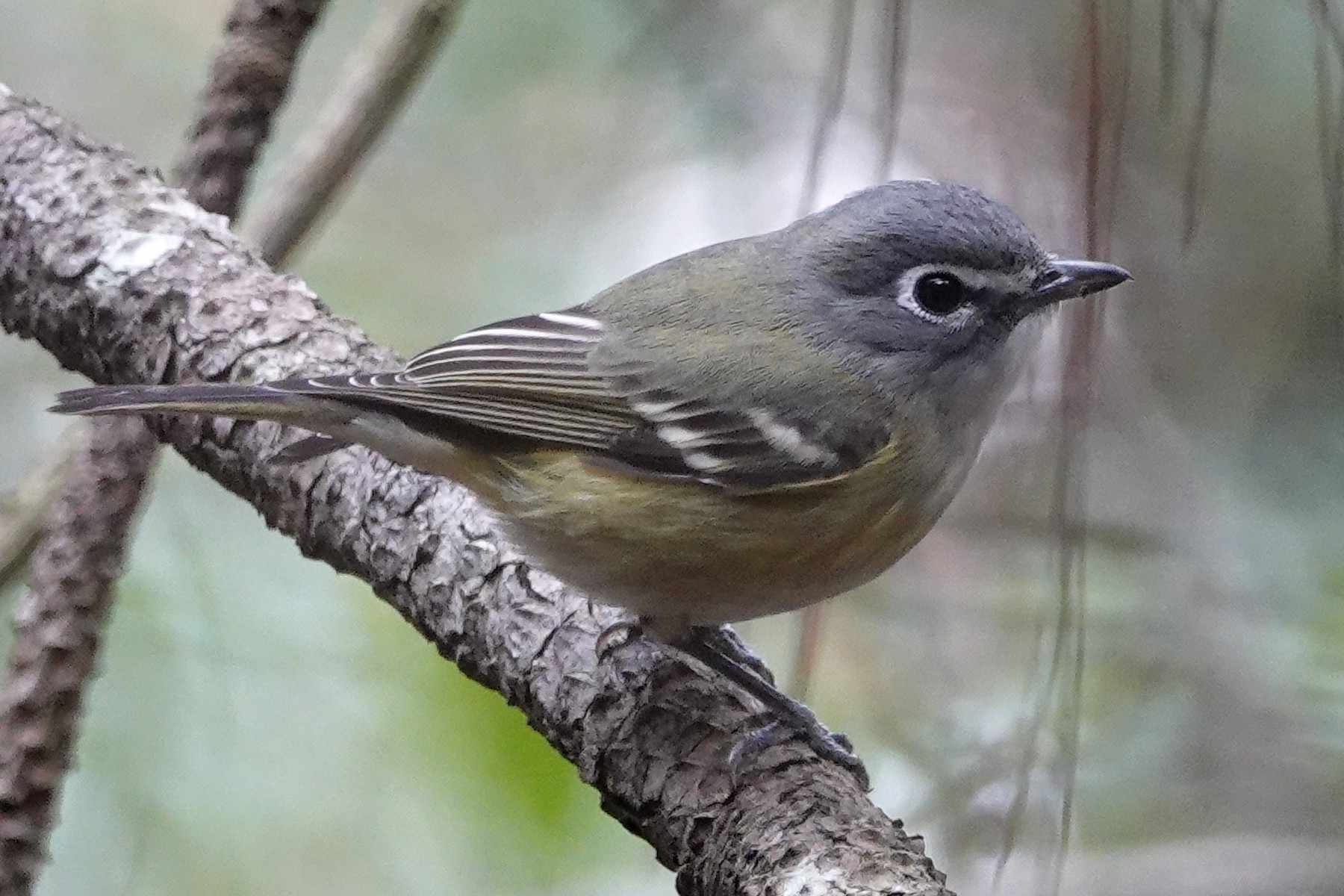 Vireo sp. - eBird